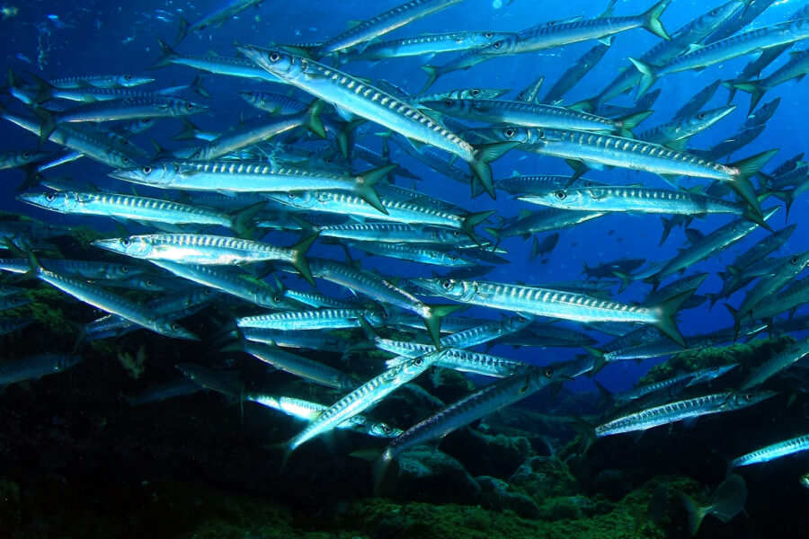 Bicuda – Submarine Adventure