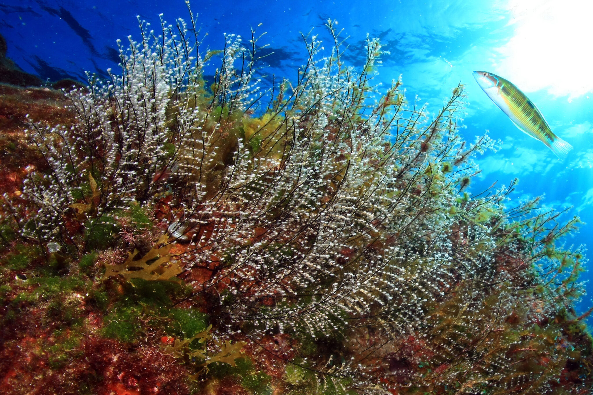 Pluma de mar – Submarine Adventure