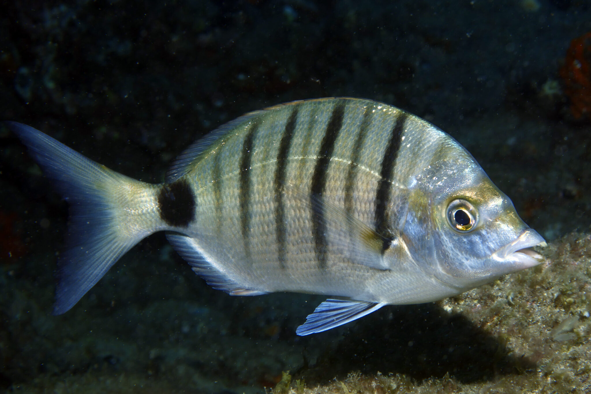 Fish file – Submarine Adventure