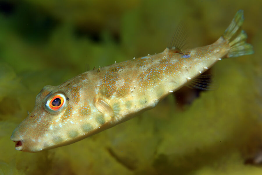 Fish file – Submarine Adventure