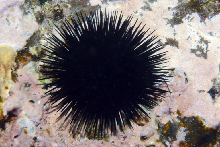 Erizo cachero – Submarine Adventure