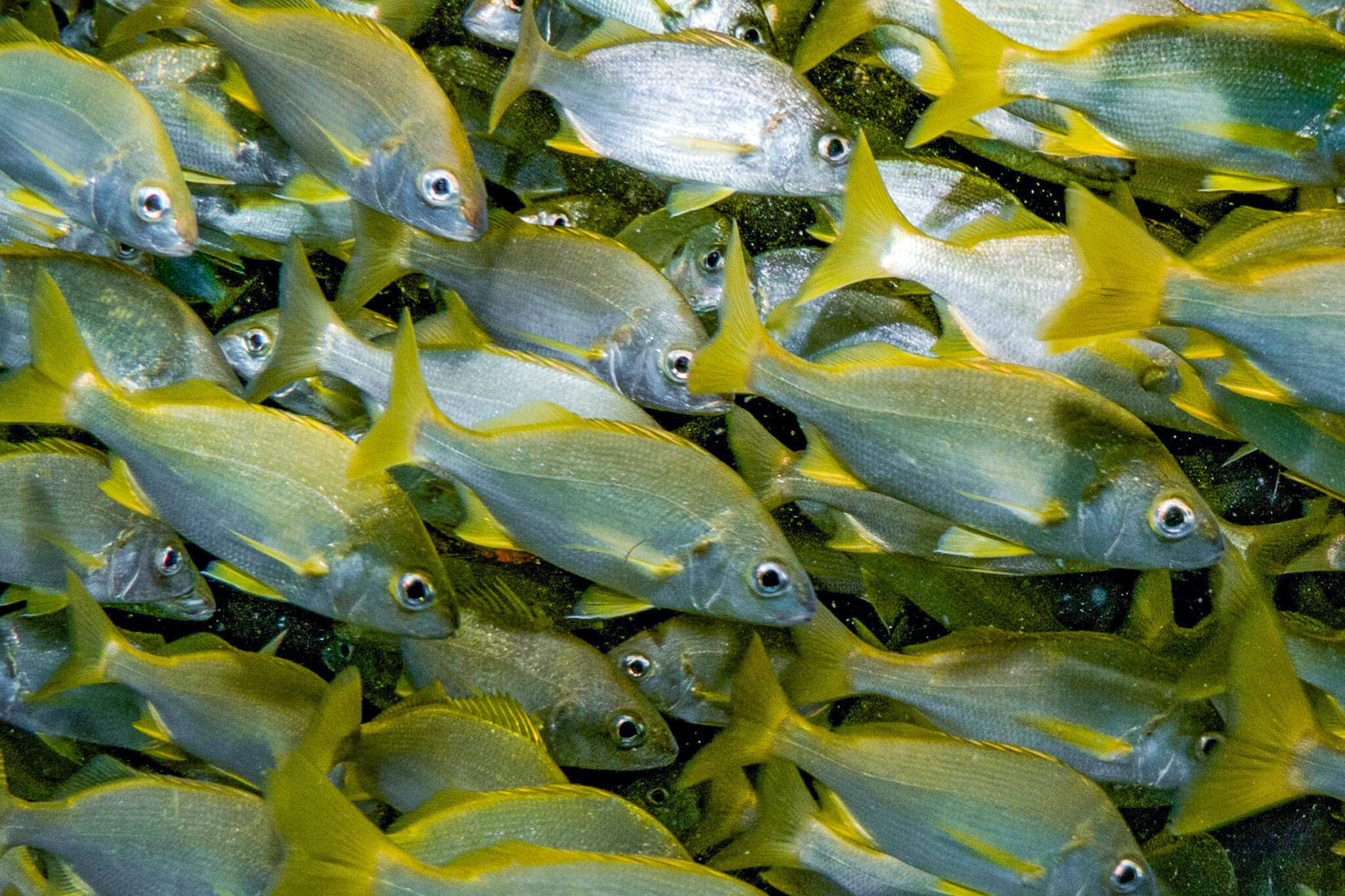 Roncador – Submarine Adventure