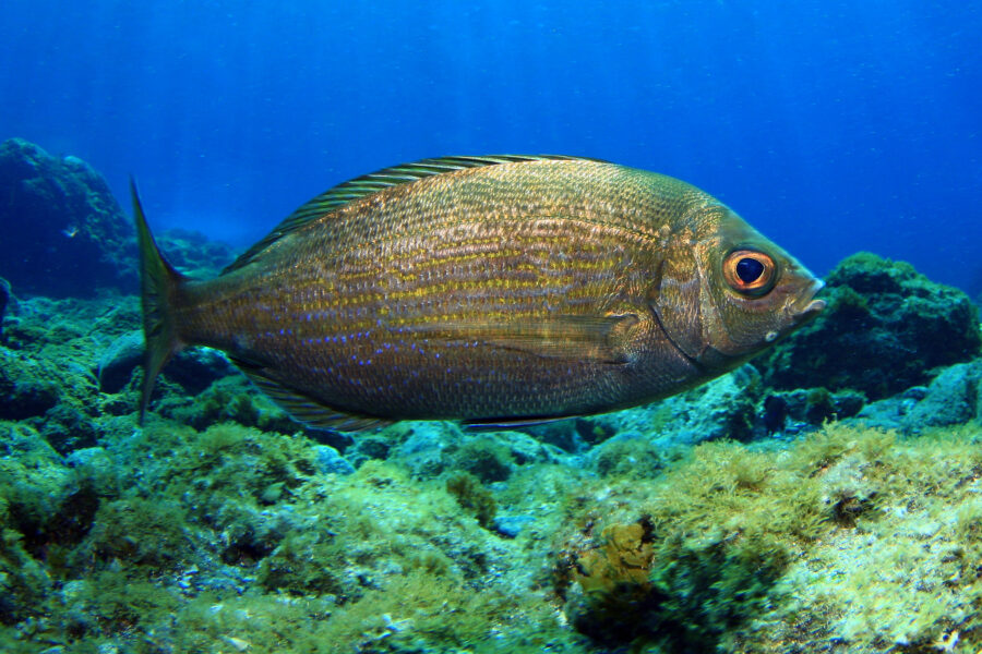 Chopa – Submarine Adventure