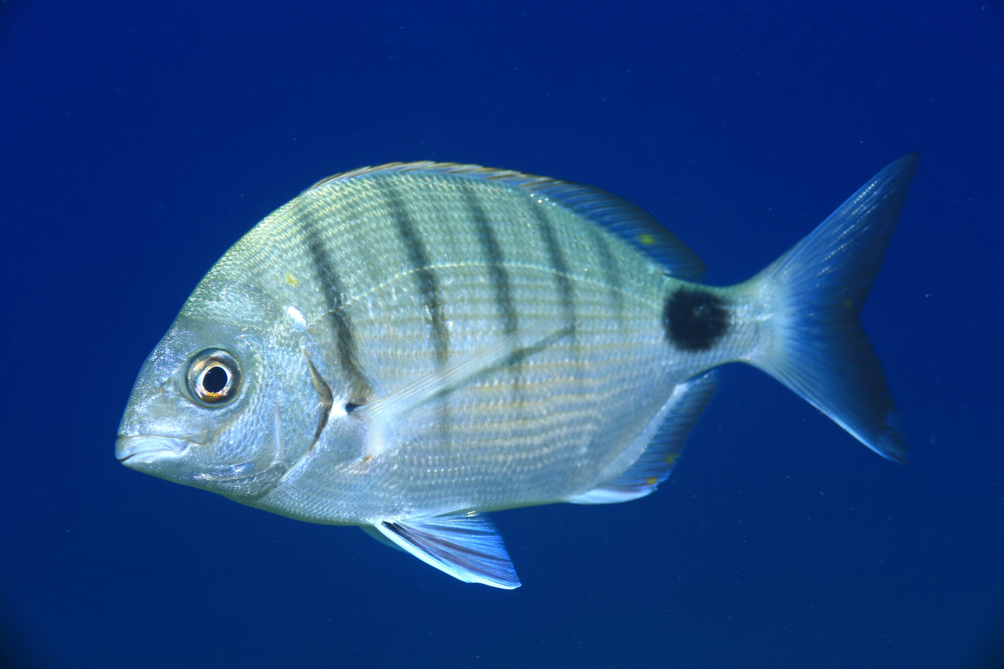 Fish file – Submarine Adventure