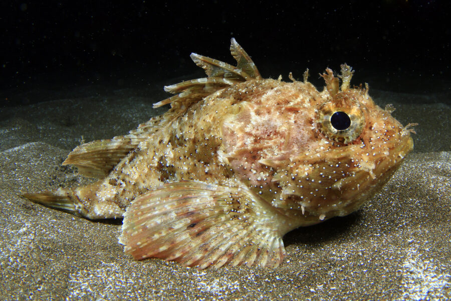 Rascacio – Submarine Adventure