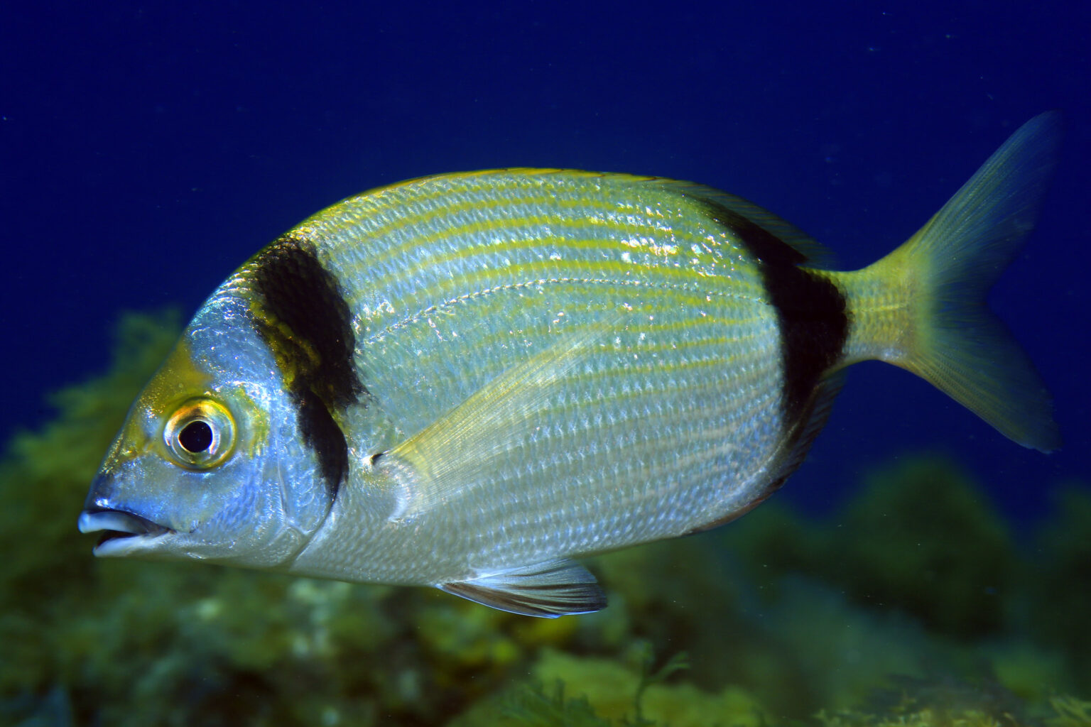 Fish file – Submarine Adventure