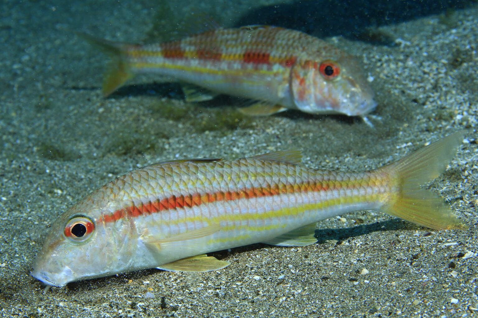 Salmonete – Submarine Adventure