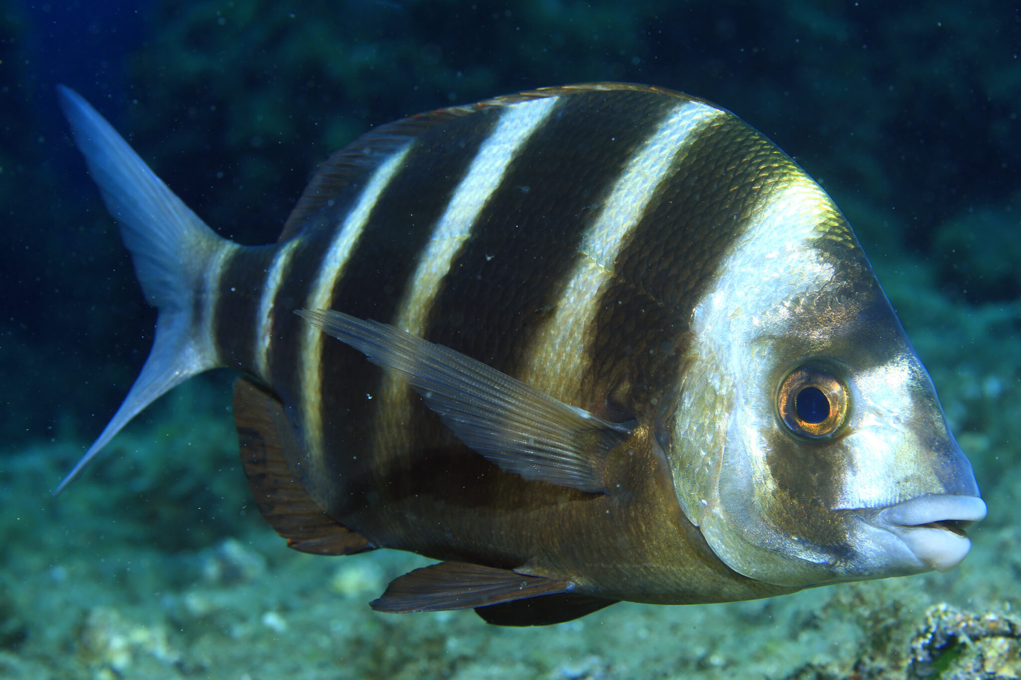 Fish file – Submarine Adventure